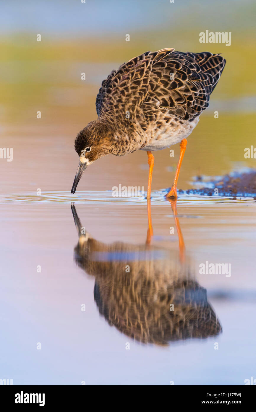 European ruff hi-res stock photography and images - Alamy