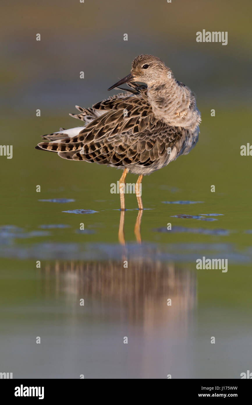 Ruff (Philomachus pugnax), adult standing in a pond Stock Photo - Alamy