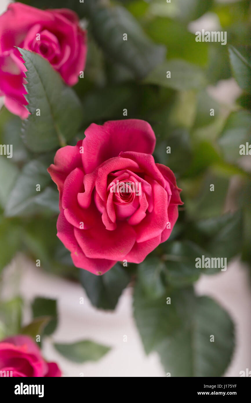 Pink bushed roses in the pot Stock Photo - Alamy