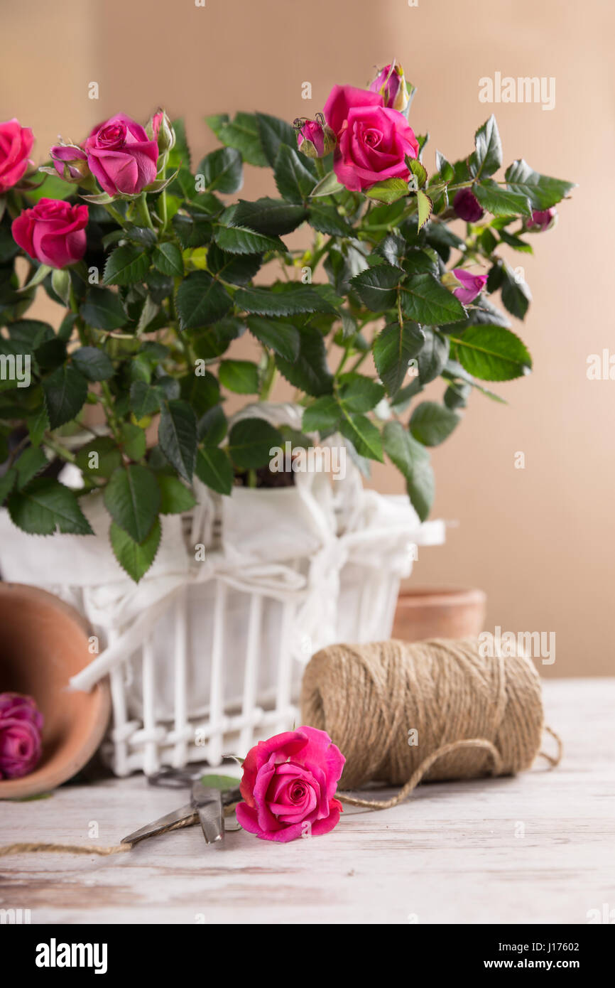 Gardening with pink hi-res stock photography and images - Alamy