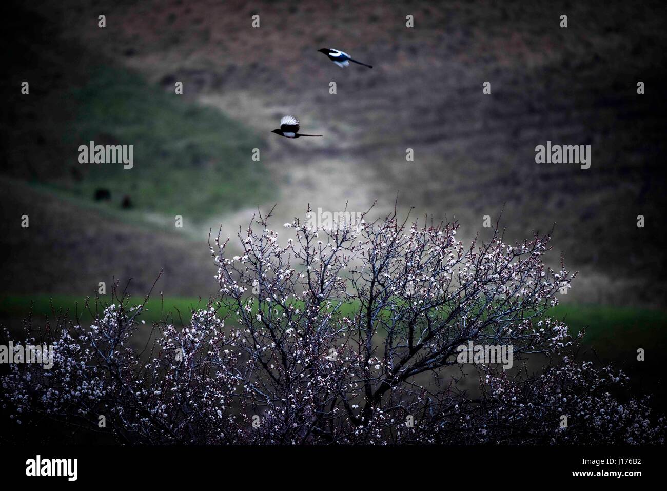 Xinyuan, China's Xinjiang Uygur Autonomous Region. 16th Apr, 2017 ...