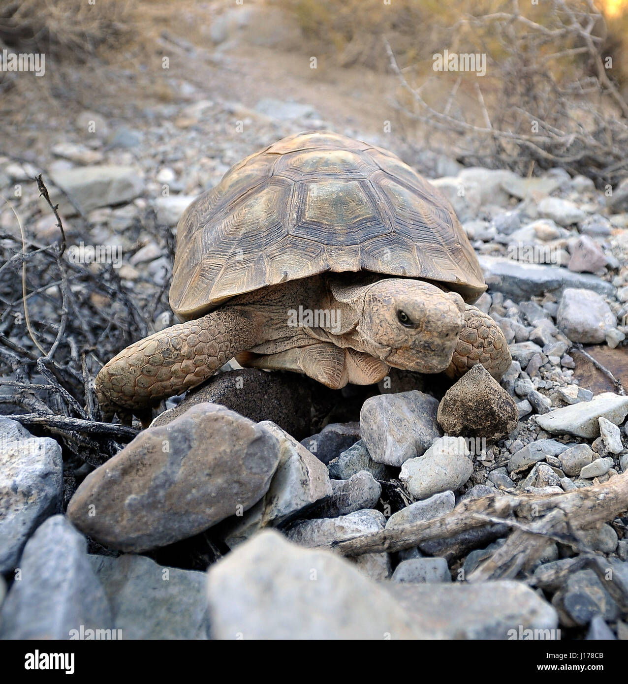 Nevada desert tortoise hi-res stock photography and images - Alamy