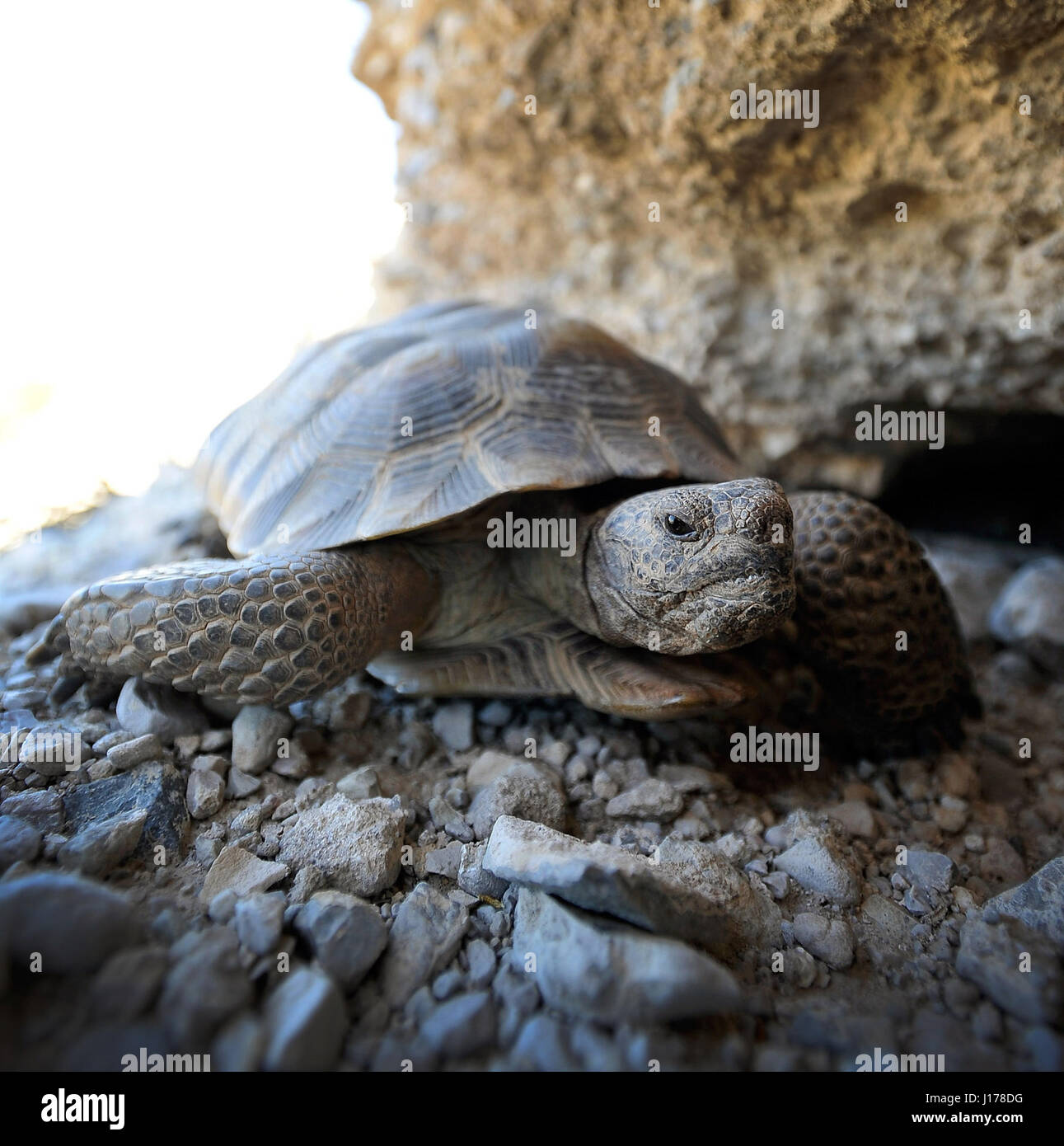 October 10, 2014 - Primm, Nevada, U.S. - A desert tortoise, Gopherus ...