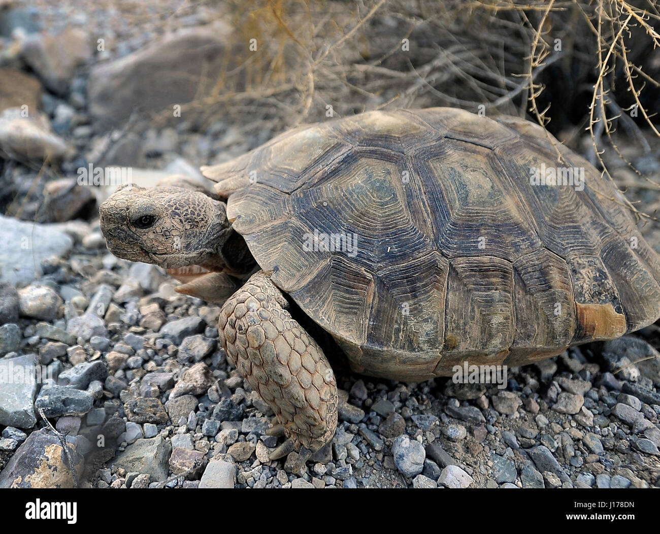 October 10, 2014 - Primm, Nevada, U.S. - A desert tortoise, Gopherus ...