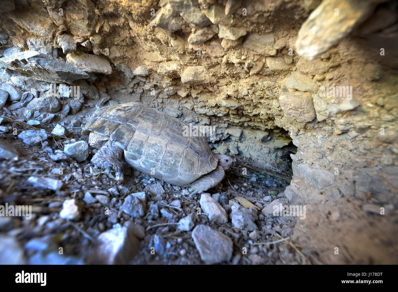 October 10, 2014 - Primm, Nevada, U.S. - A desert tortoise, Gopherus ...