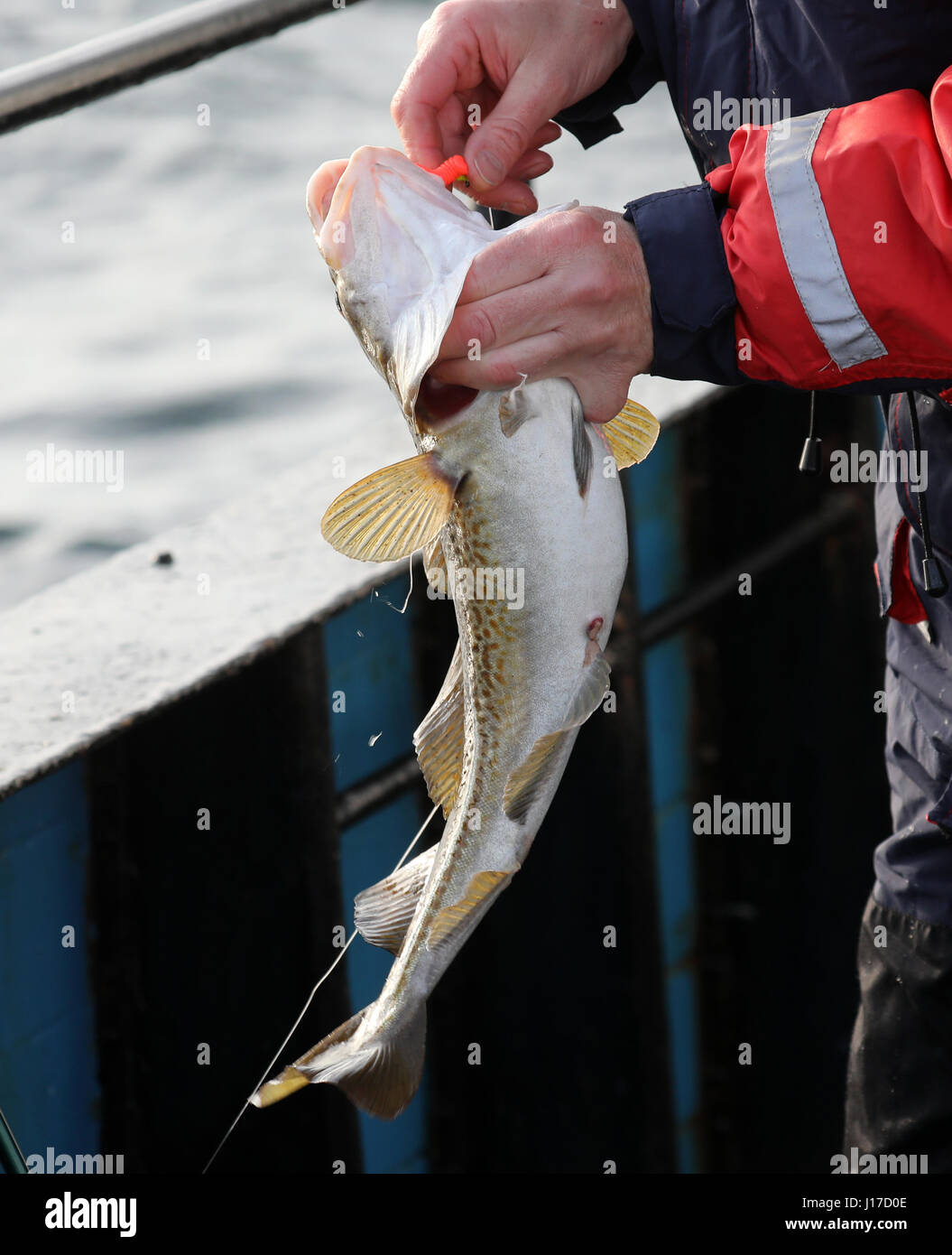 Warnemuende, Germany. 10th Apr, 2017. A codfisher holds up a fish he ...
