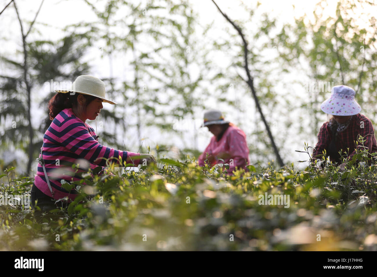 Emei Mountain, China's Sichuan Province. 18th Apr, 2017. Tea farmers ...