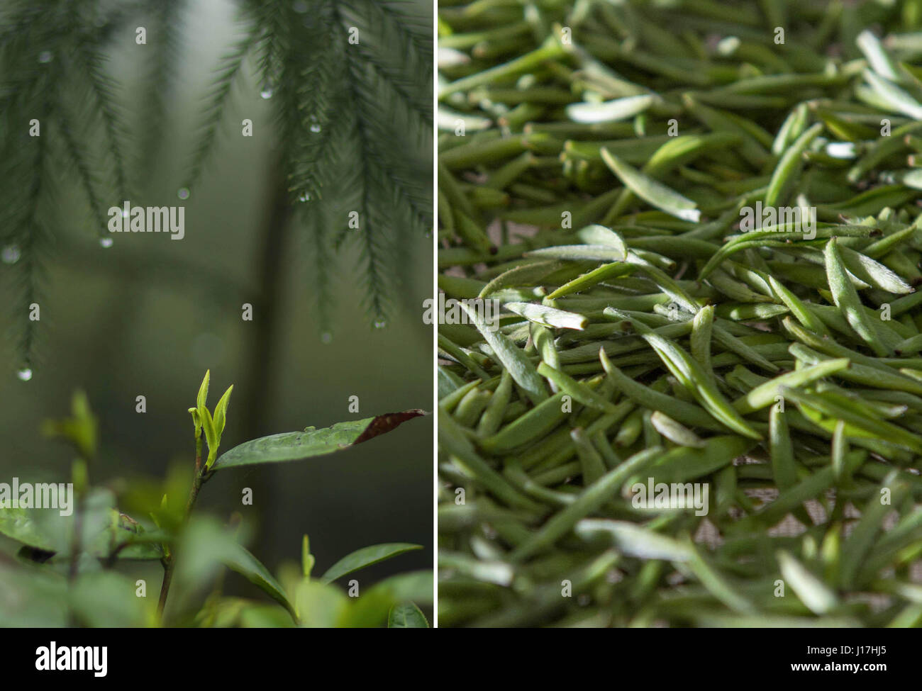 Emei Mountain, China's Sichuan Province. 18th Apr, 2017. Combo photo ...