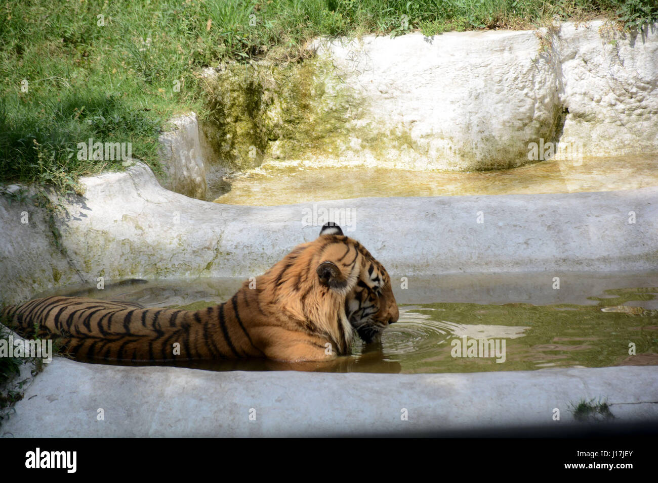 Lahore, Pakistan. 19th Apr, 2017. A tiger rests in water at a zoo ...