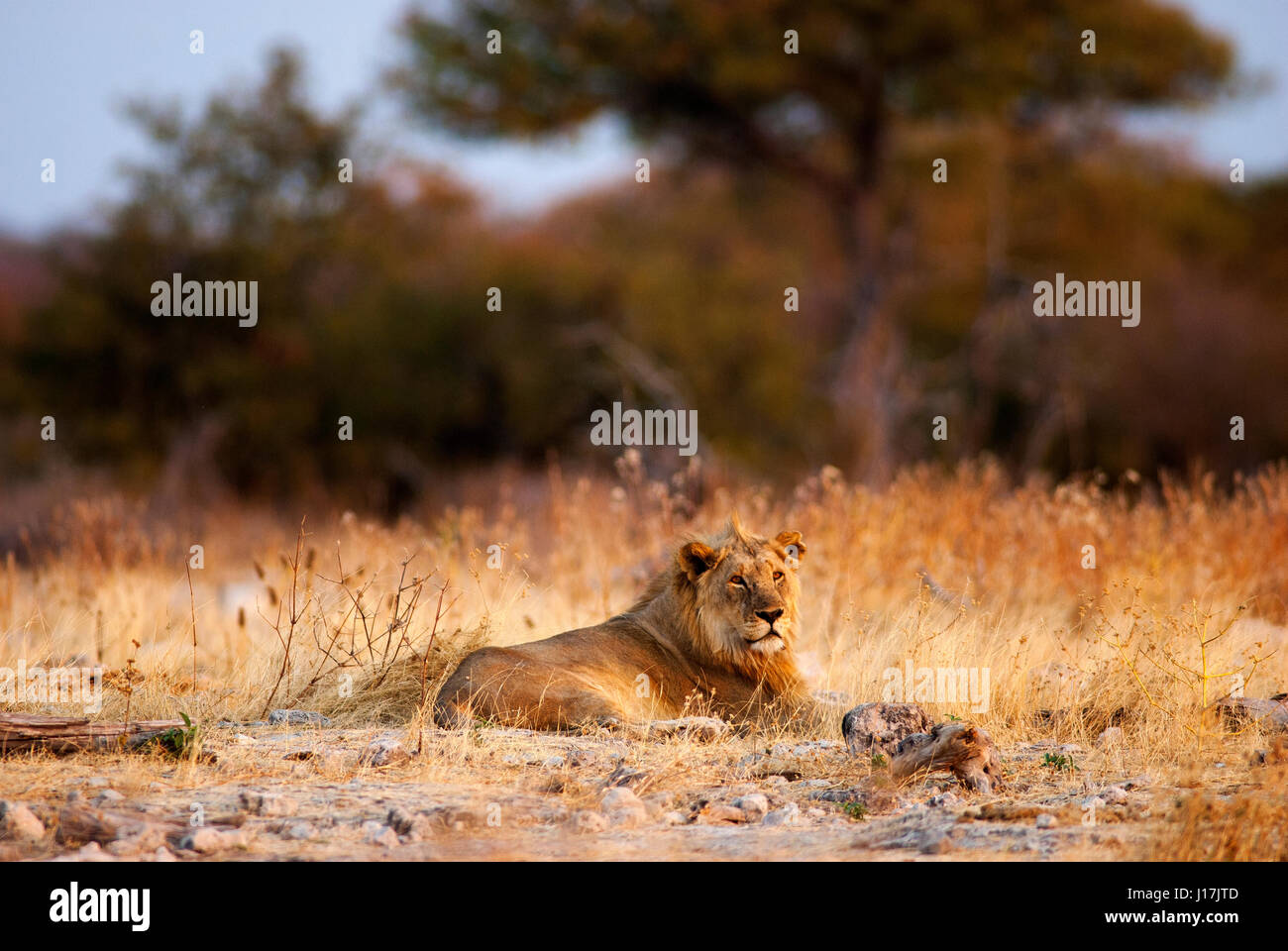 Lone lion (Panthera leo) at Goas waterhole, Etosha National Park ...