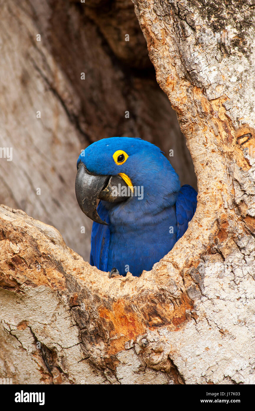 Arara azul hi-res stock photography and images - Alamy