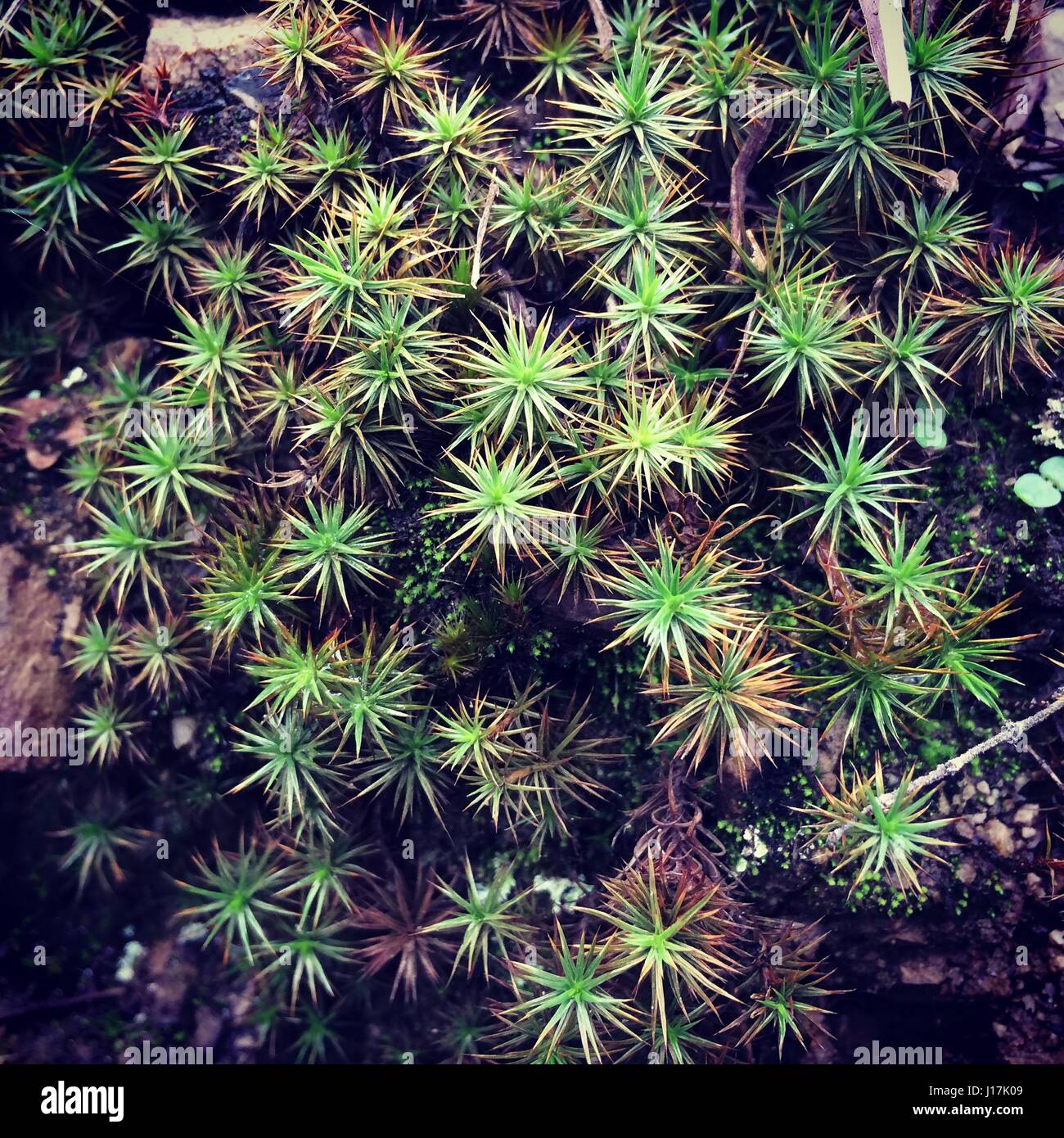 Starry texture hi-res stock photography and images - Alamy