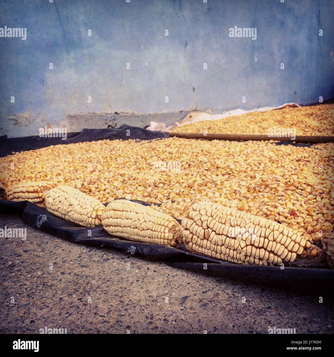 Photo of corn hi-res stock photography and images - Alamy