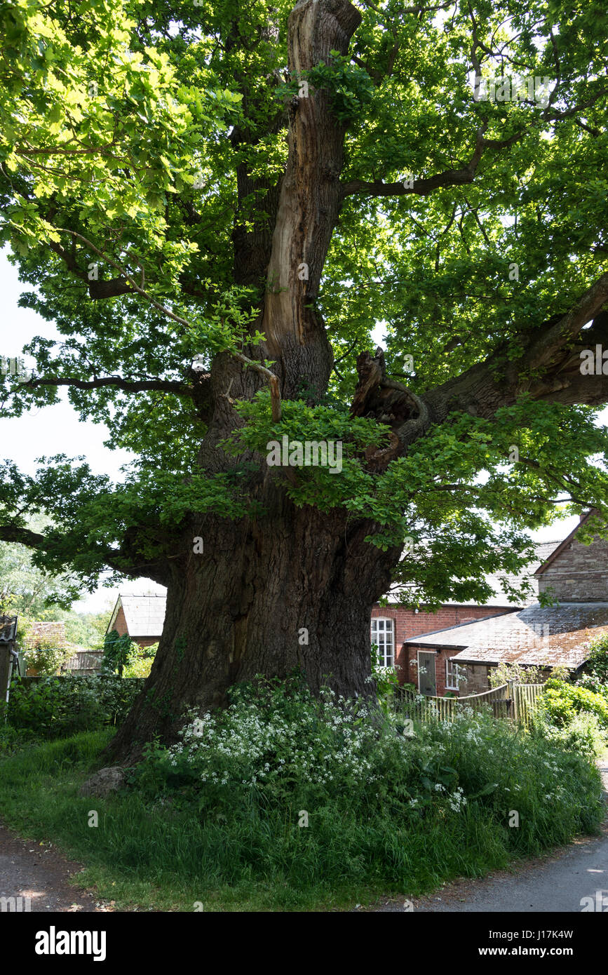 Eardisley great oak hi-res stock photography and images - Alamy