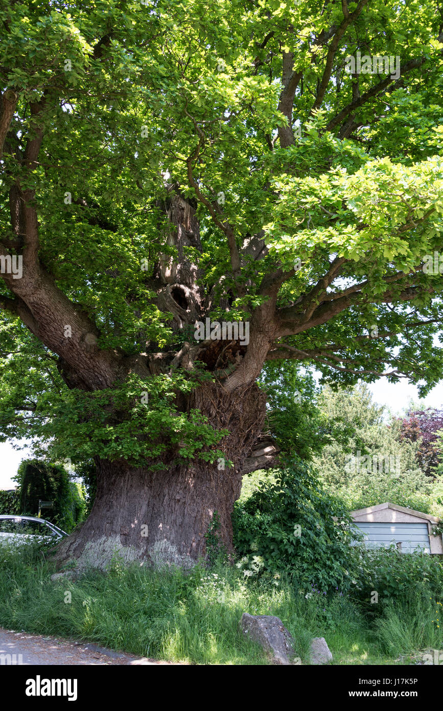 The trunk of this 800 year old Great Oak tree is hallow, room enough ...