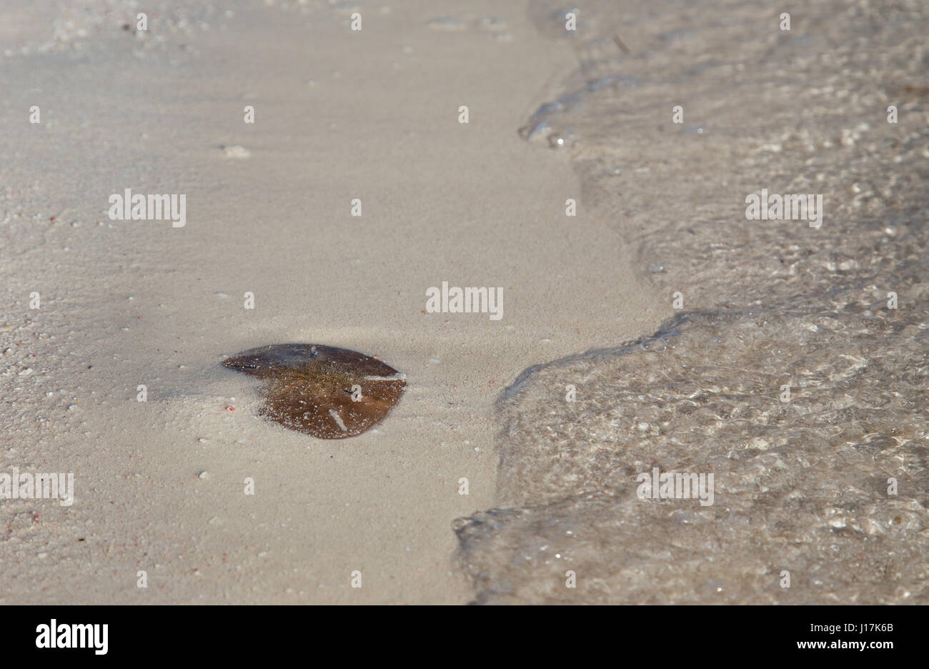 Living sand dollar on the beach in the Bahamas Stock Photo - Alamy