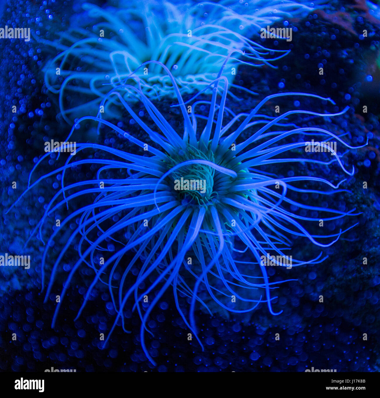 Cylinder anemone (Cerianthus membranaceus), also known as the coloured ...