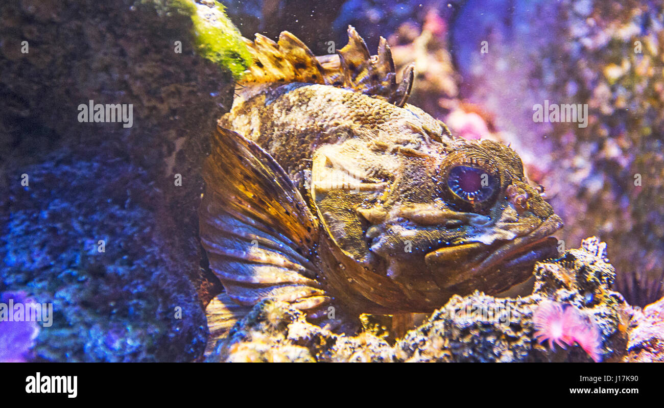 Closeup of a Scorpionfish under water Stock Photo - Alamy