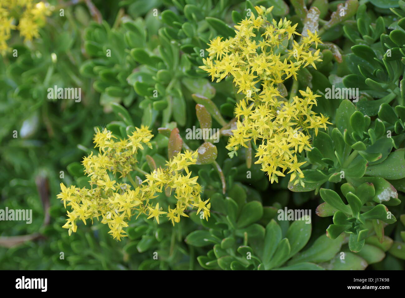 Sedum uk hi-res stock photography and images - Alamy