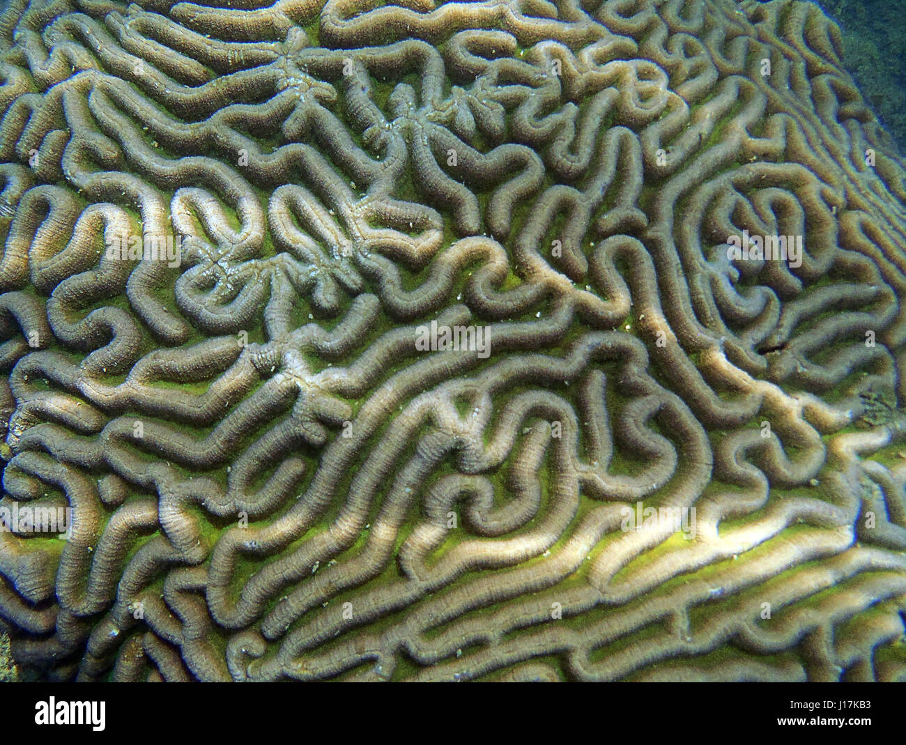 coral texture close up background Stock Photo - Alamy