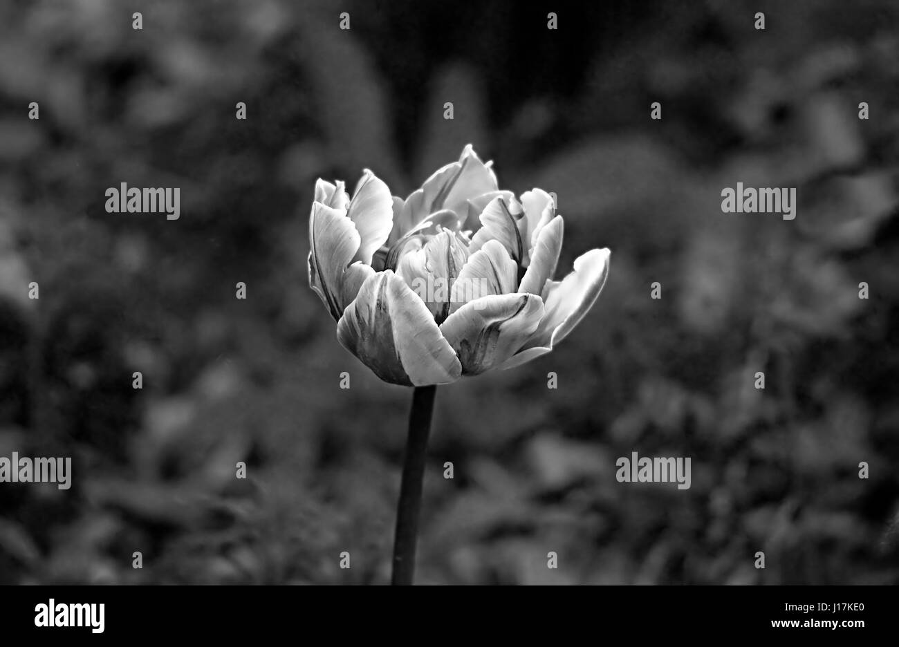 Spring tulip blooming season Black and White Stock Photos & Images - Alamy