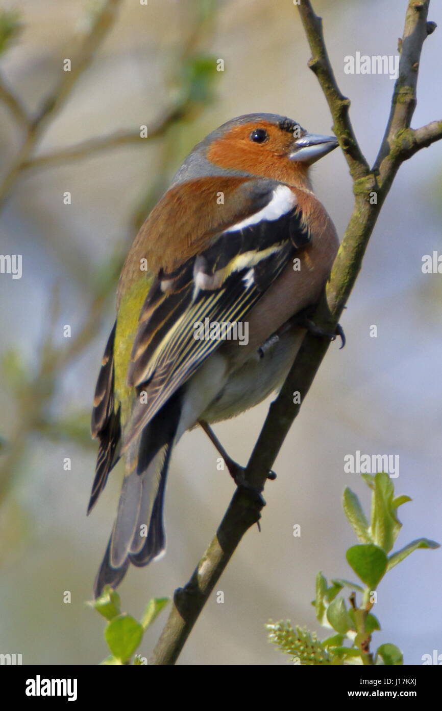 Familyfinches fringillidae hi-res stock photography and images - Alamy