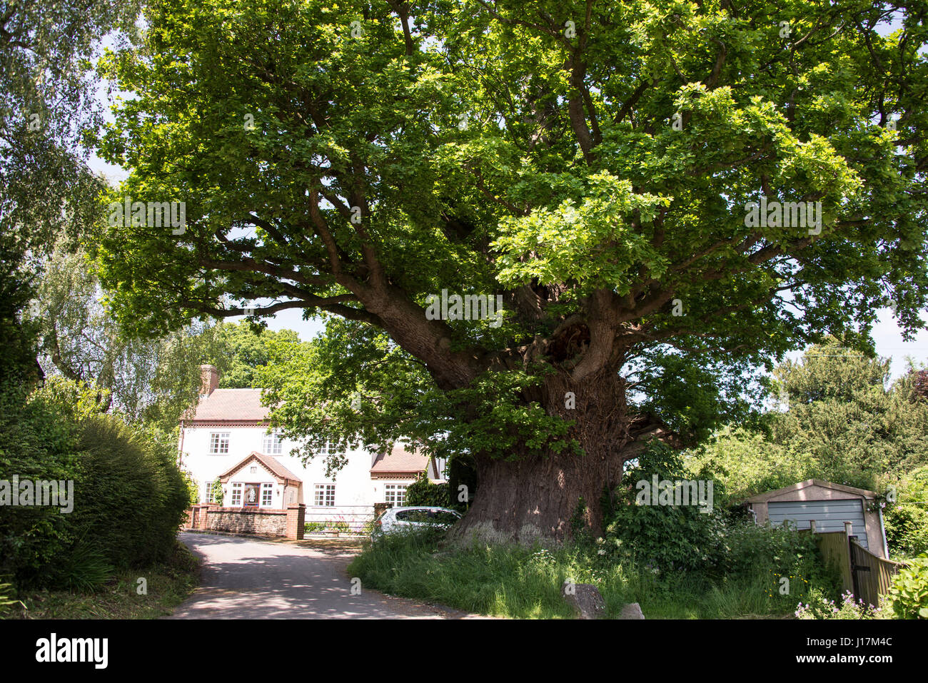 Eardisley great oak hi-res stock photography and images - Alamy