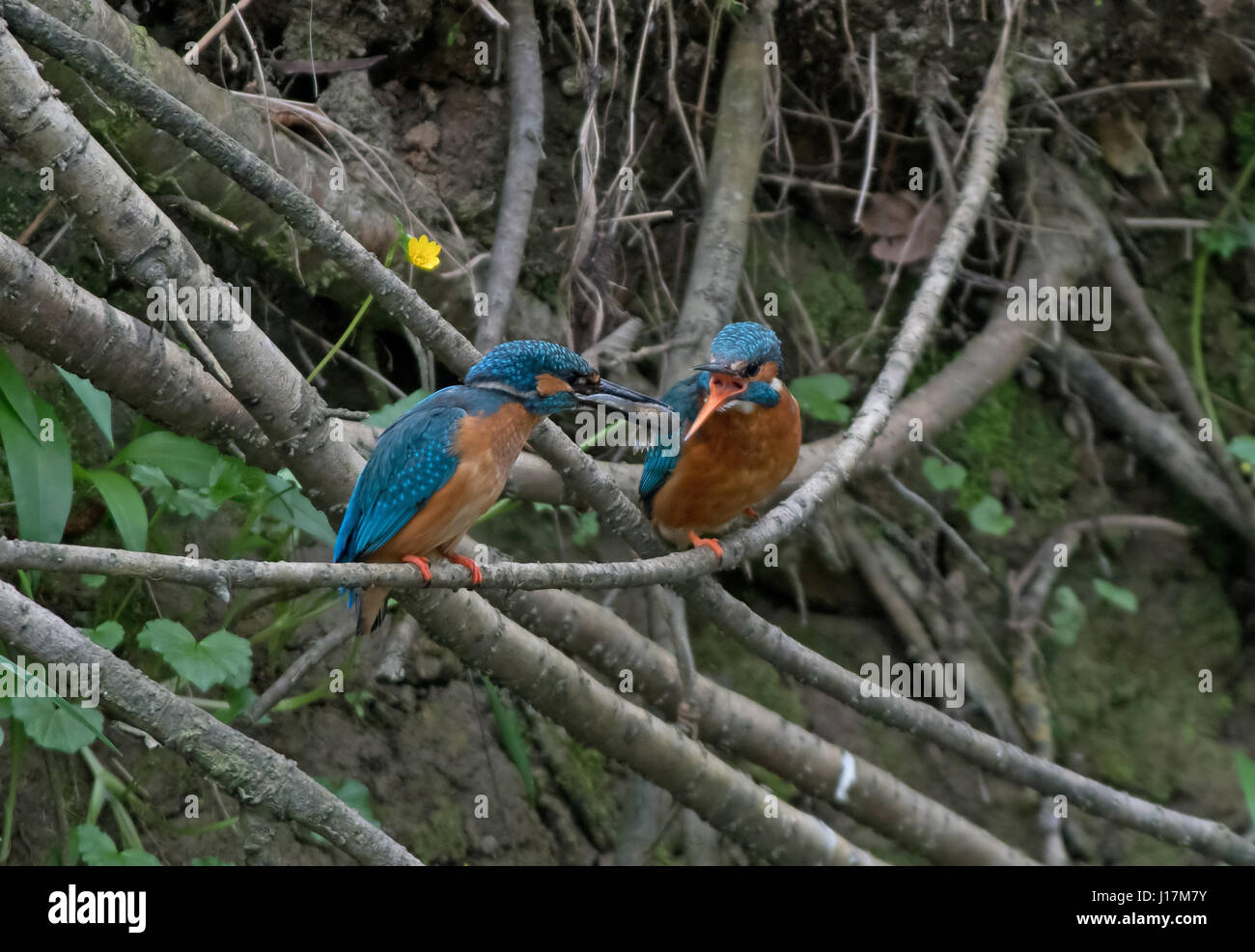 Male Common Kingfisher, Alcedo atthis, offers fish to female during ...