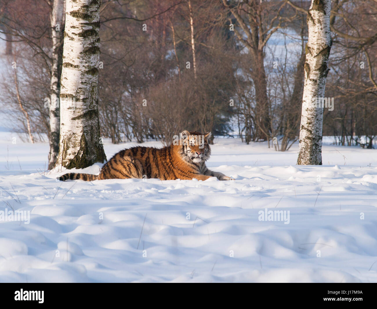 Siberian taiga forest hi-res stock photography and images - Alamy