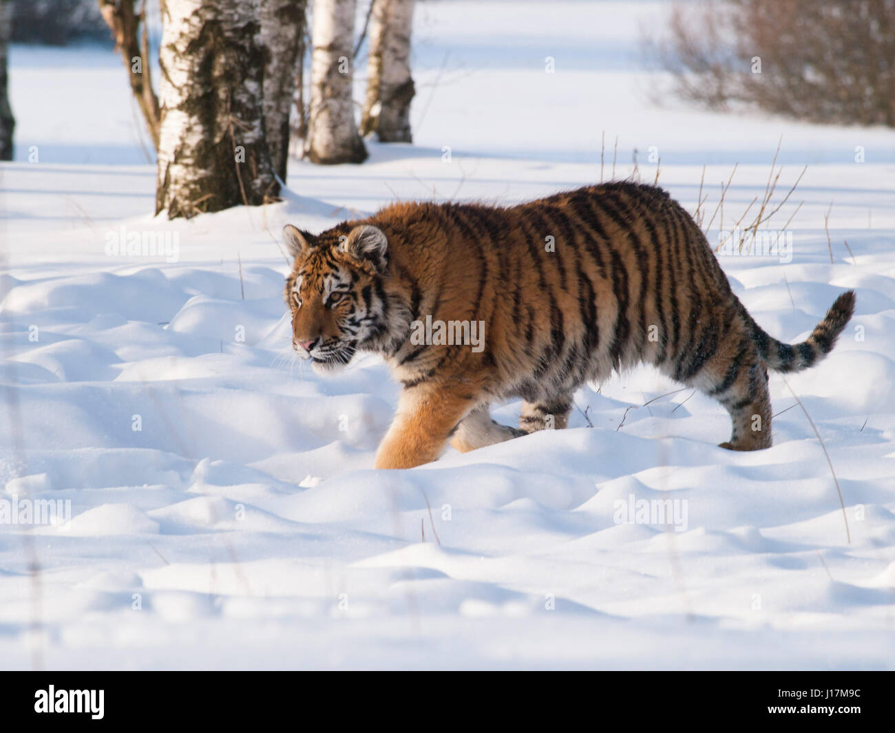 Panthera tigris altaica - Amur tiger walking in the snow. Action wildlife scene with danger ...