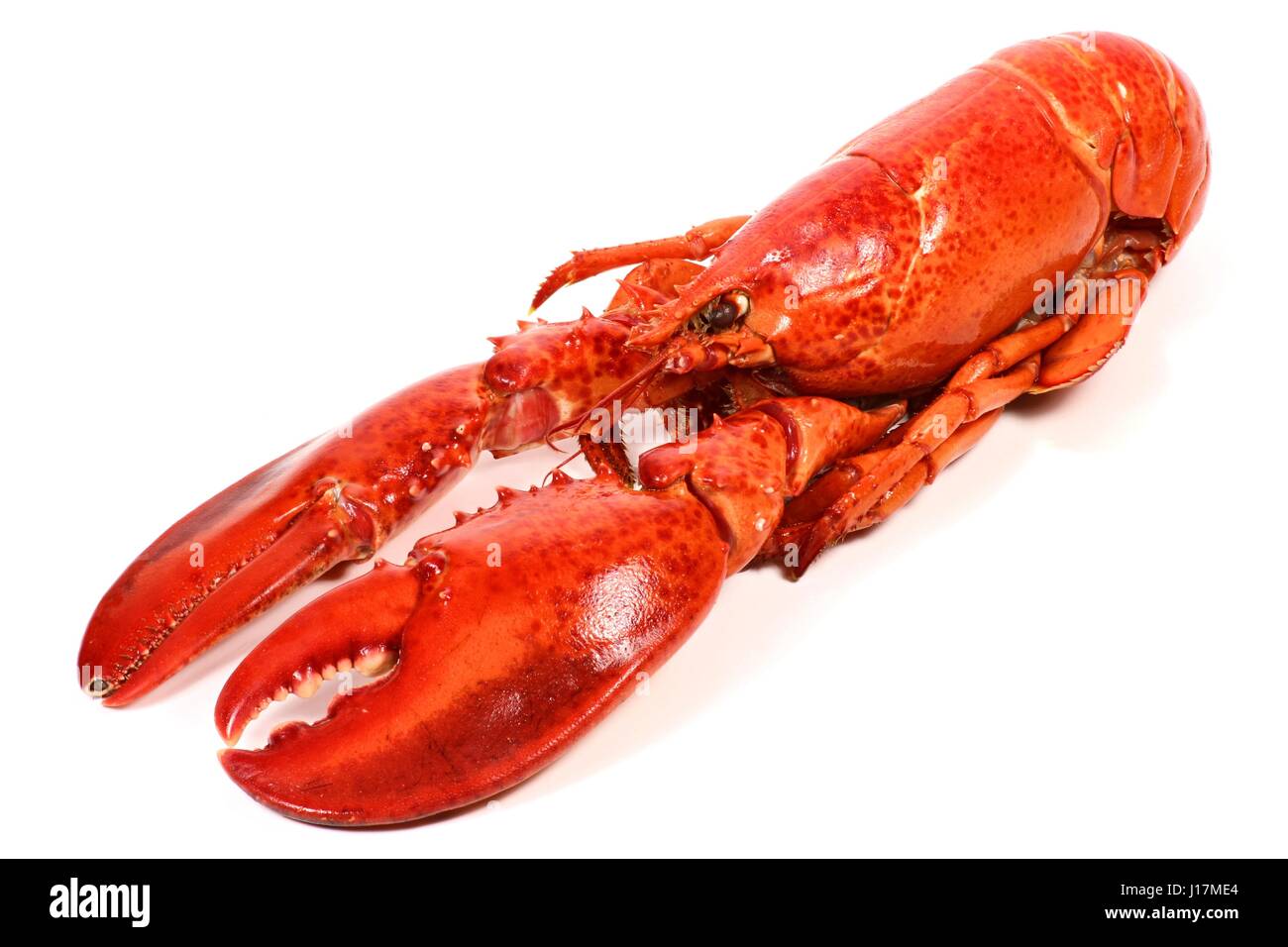 cooked Canadian lobster isolated on white background Stock Photo - Alamy