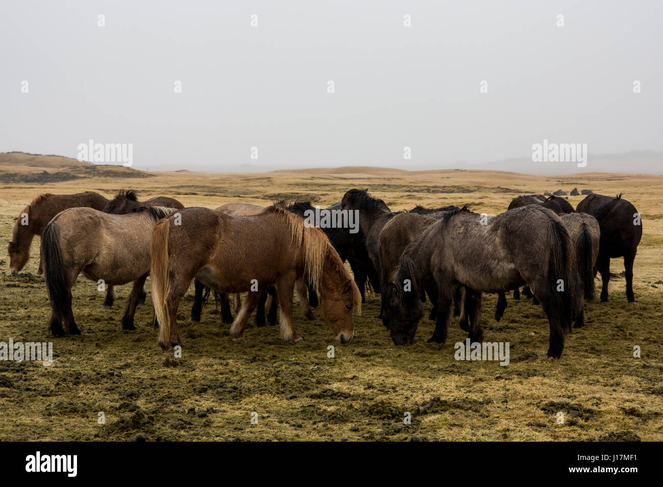 Ponies with manes hi-res stock photography and images - Alamy