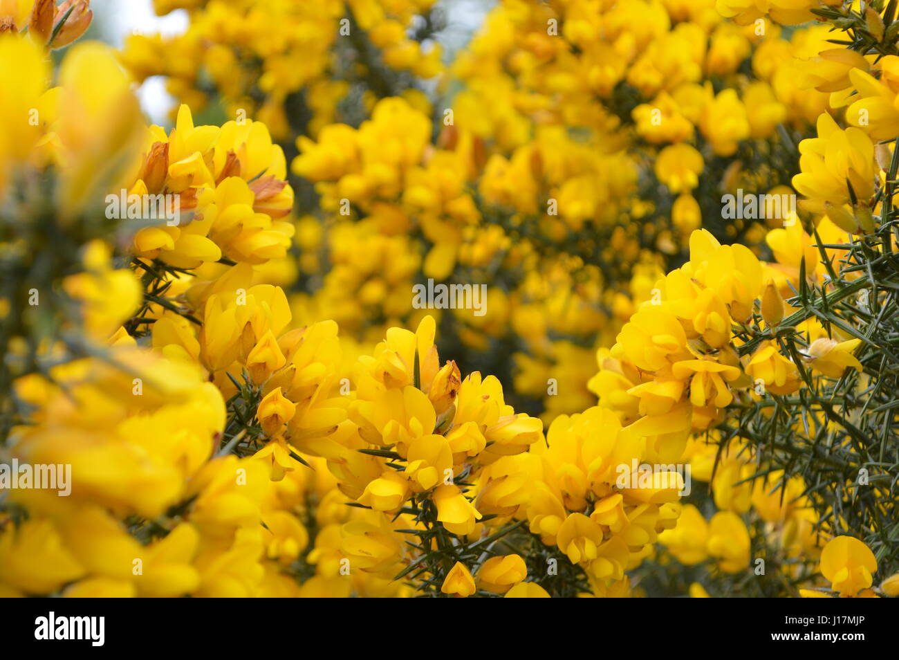 Gorse seed hi-res stock photography and images - Alamy