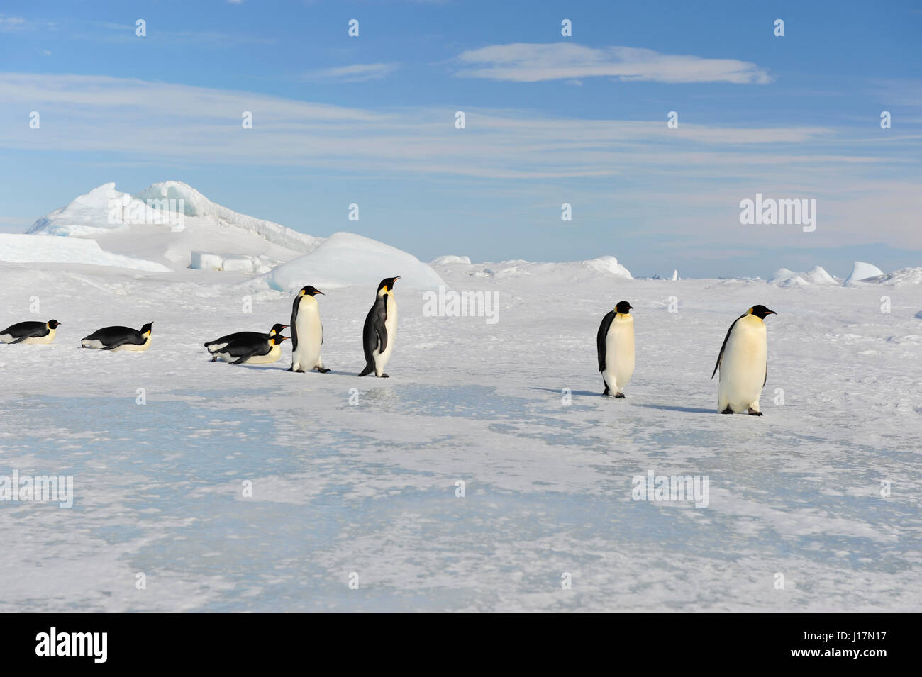 Baby penguin snow hi-res stock photography and images - Alamy