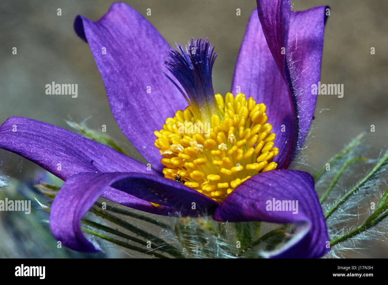 Pasque Flower in spring in the garden Stock Photo - Alamy