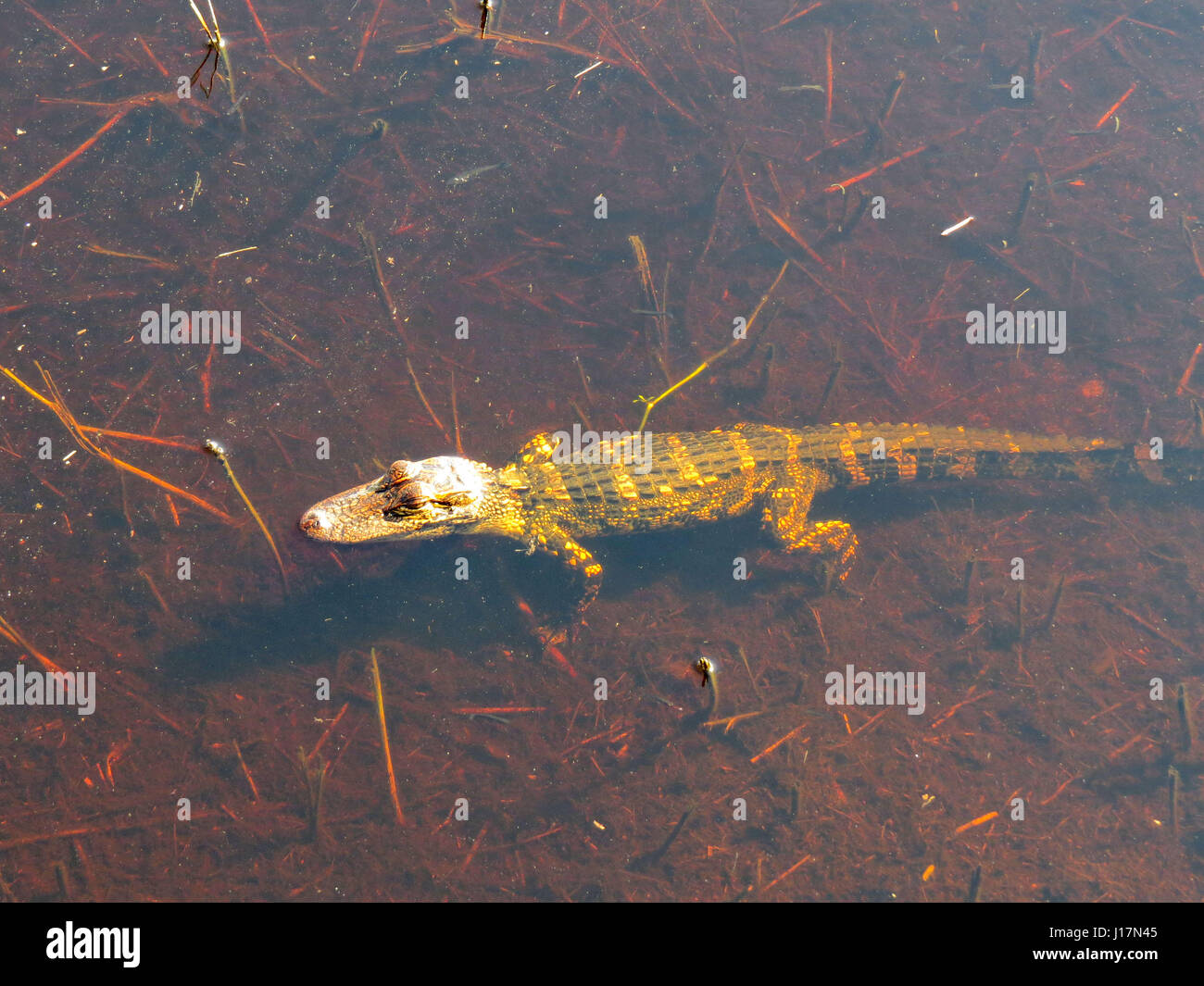 Wild baby American alligator in clear shallow water Myakka River State ...