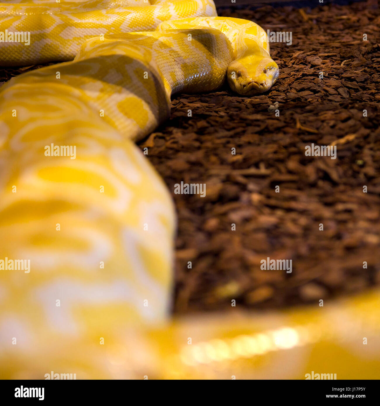 Python mouth hi-res stock photography and images - Alamy