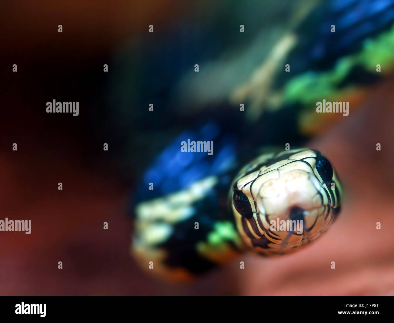 Colorful snake hi-res stock photography and images - Alamy