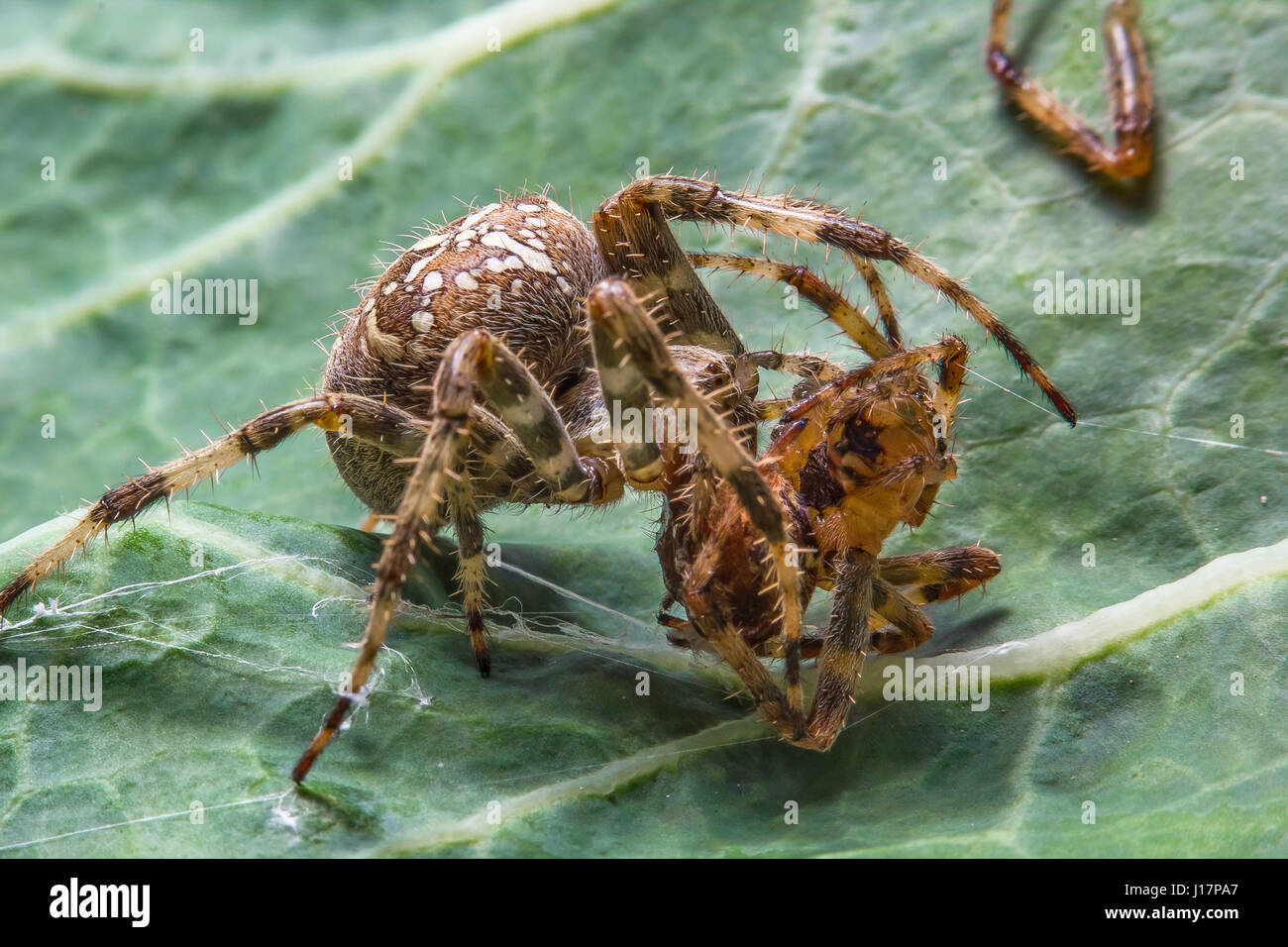 Spiders mating hi-res stock photography and images - Alamy