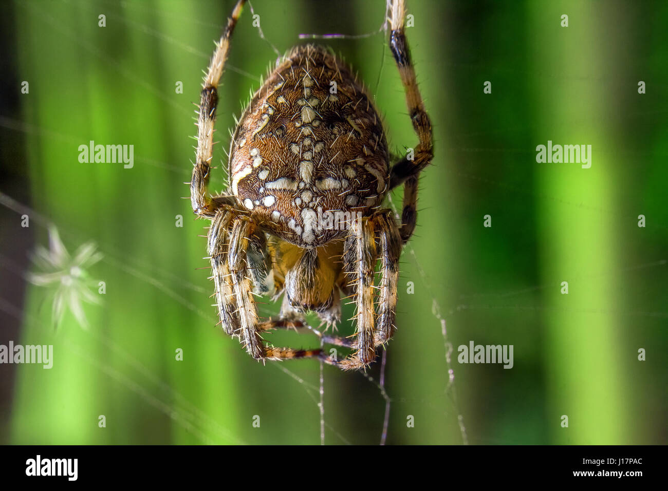 Yellow corn spider hi-res stock photography and images - Alamy