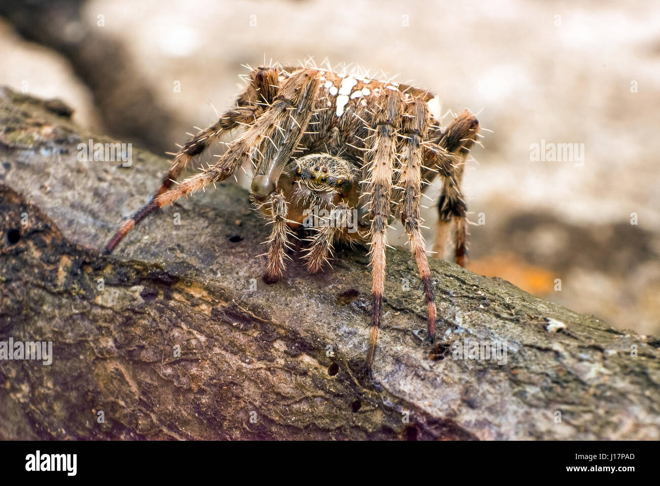Large spider hanging on web hi-res stock photography and images - Alamy