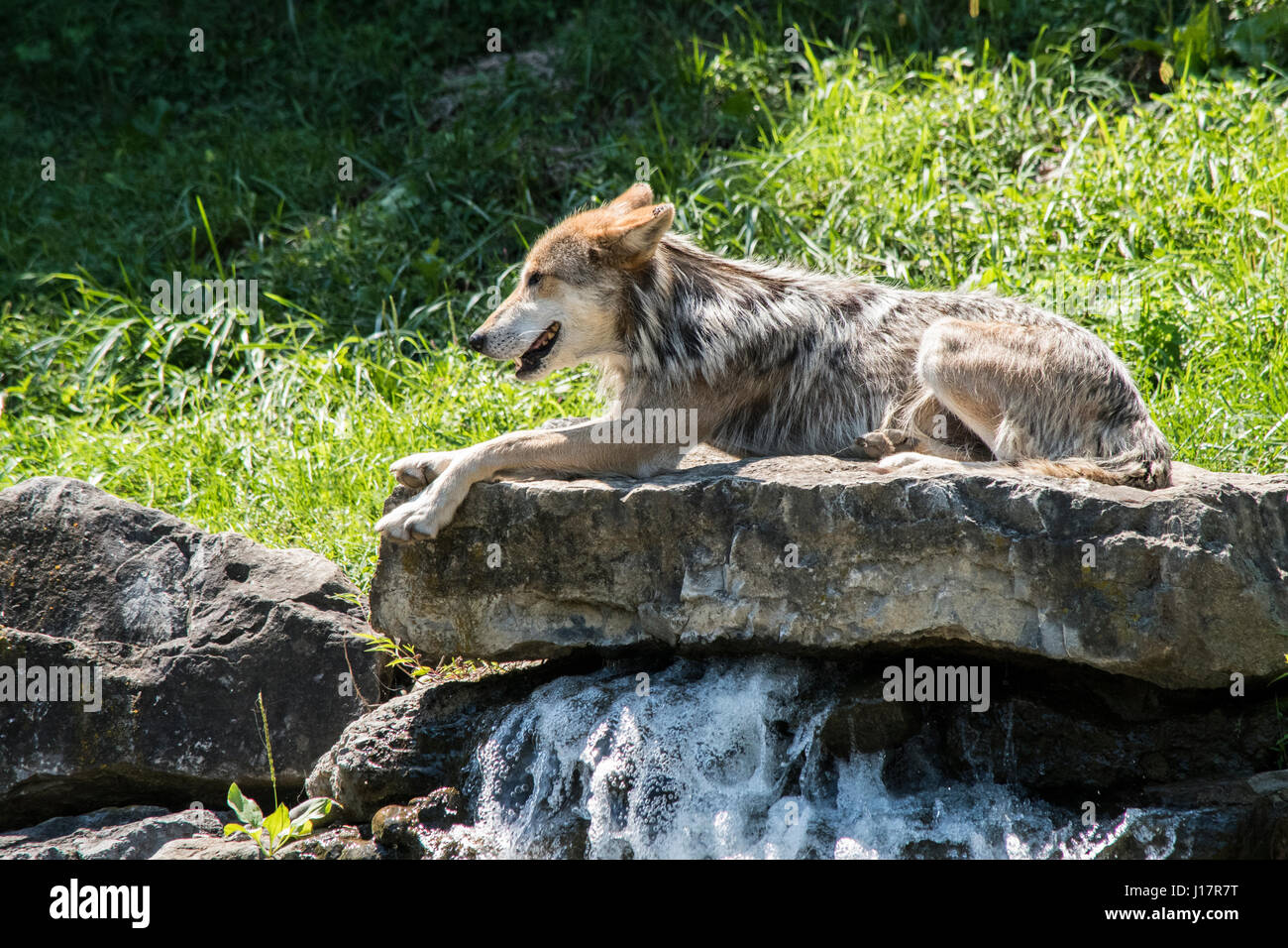 Wolf on rock hi-res stock photography and images - Alamy