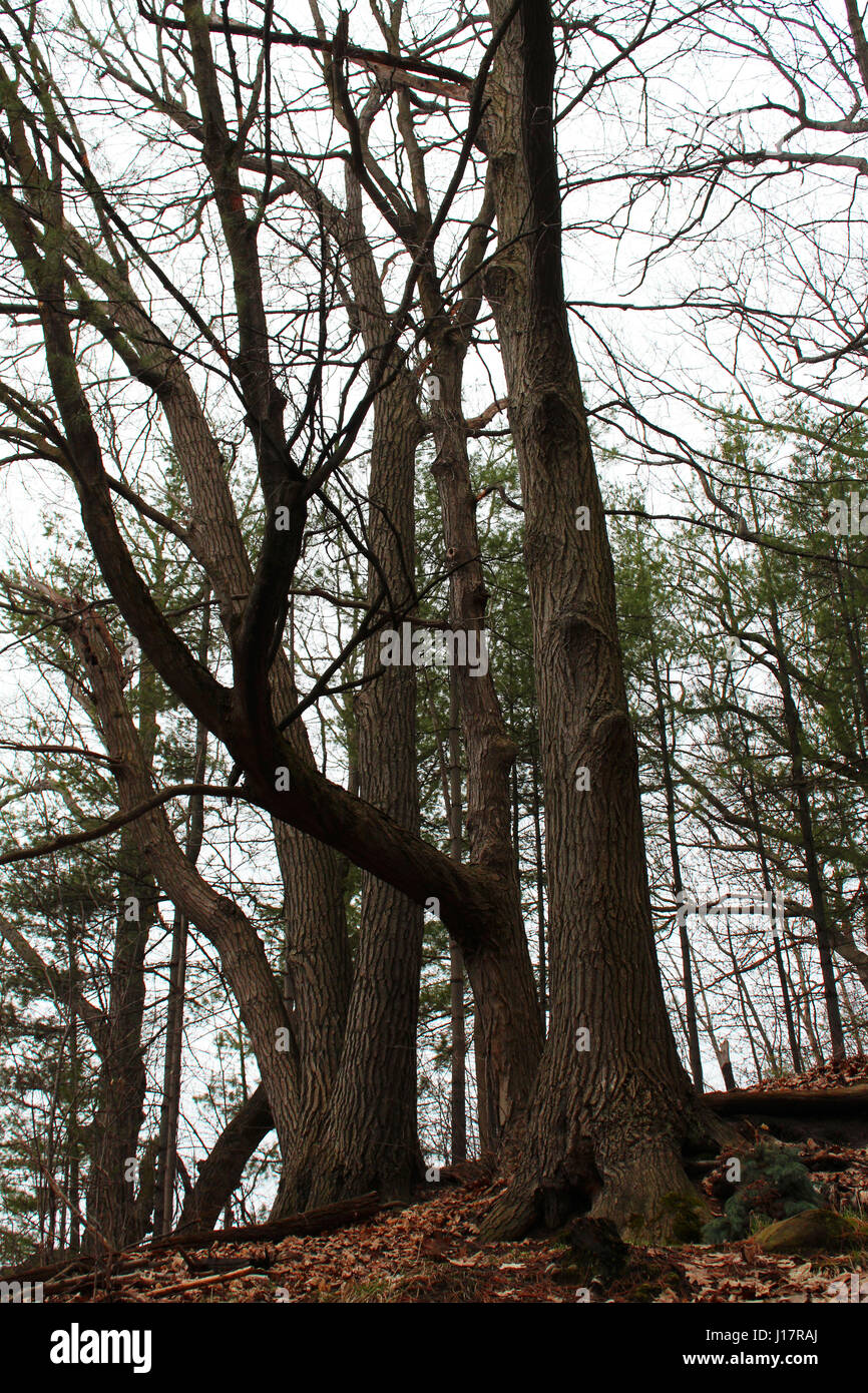Relax tree hi-res stock photography and images - Alamy