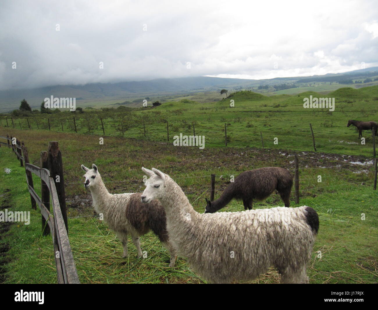 Llamas ecuador hi-res stock photography and images - Alamy