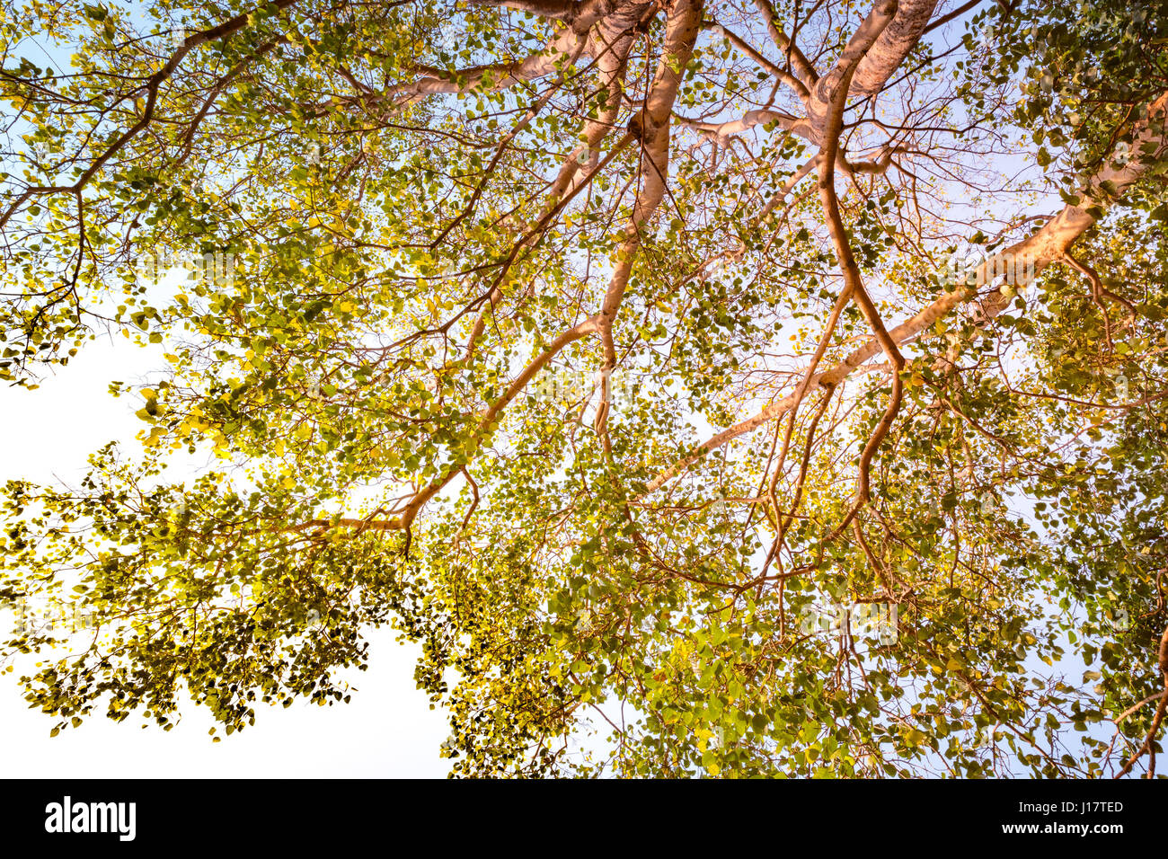 Pterocarpus texture hi-res stock photography and images - Alamy