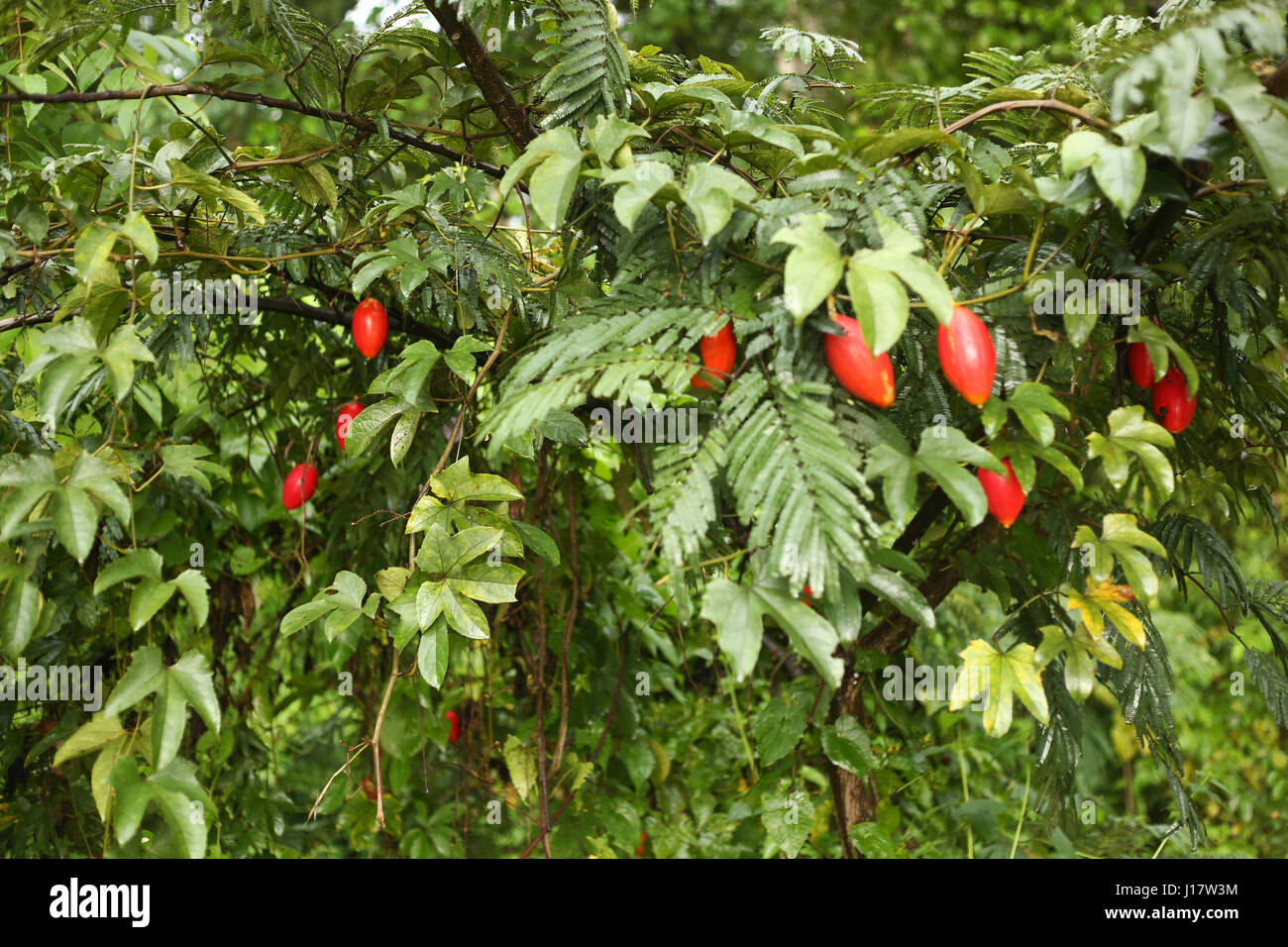 Fruit Trees In The Tropical Rainforest