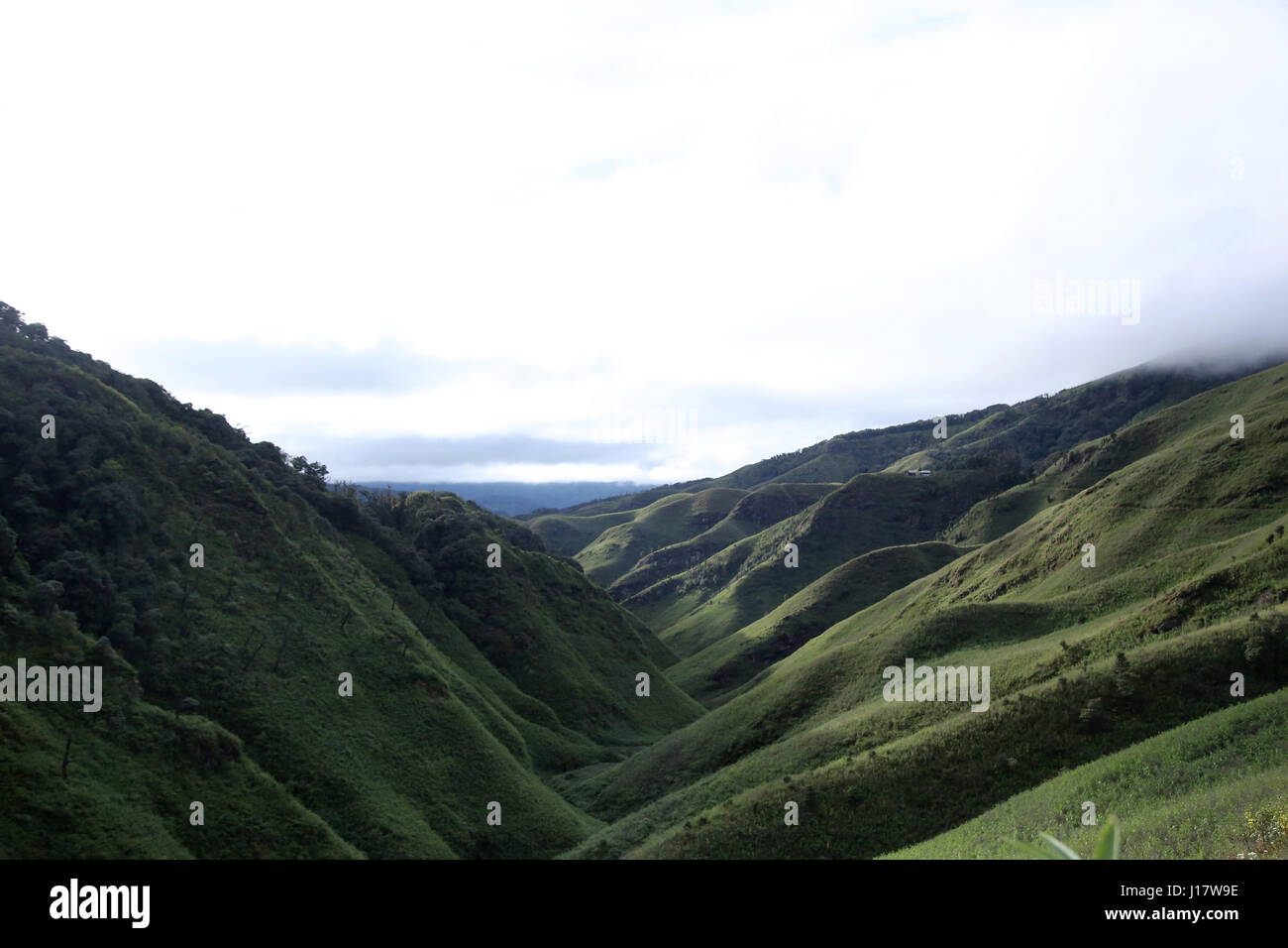 Dzükou Valley. Border of the states of Nagaland and Manipur, India ...