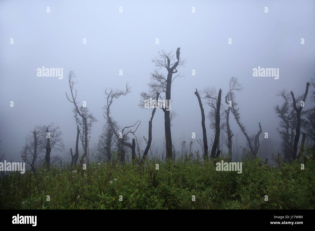 Barren tree in mist. Dzükou Valley. Border of the states of Nagaland ...