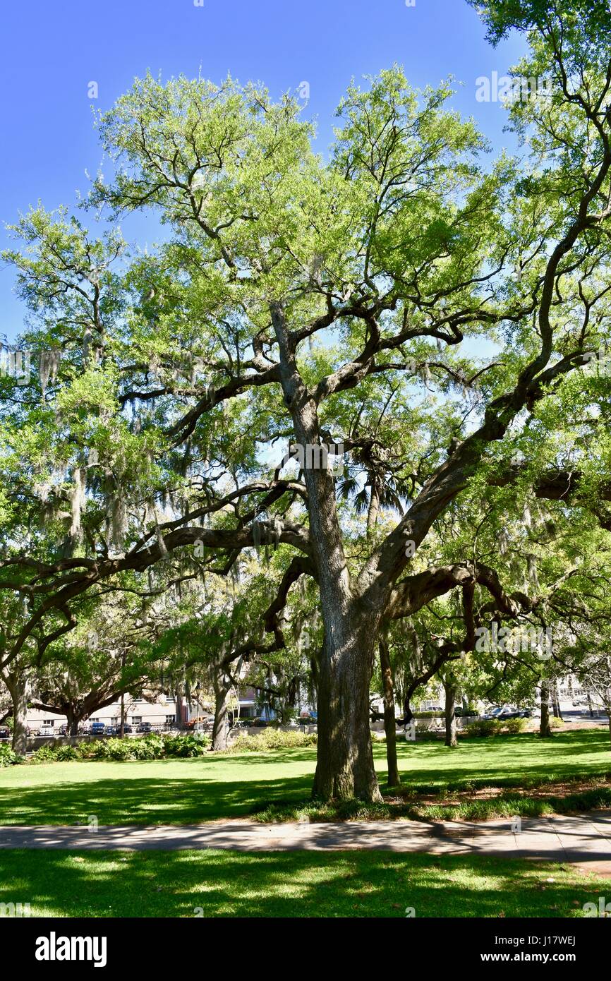 Savannah, Georgia Forsyth Park on a warm spring day Stock Photo - Alamy