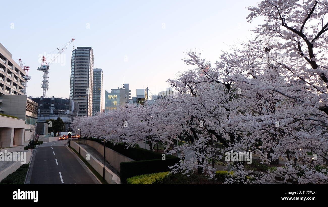 Road with a row of sakura cherry blossom trees in full bloom, with the ...